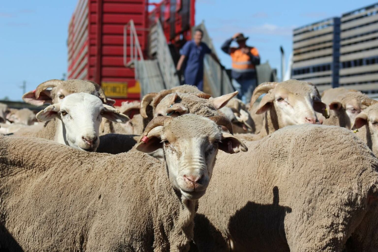 Understanding the ban on live sheep export - AustralianFarmers