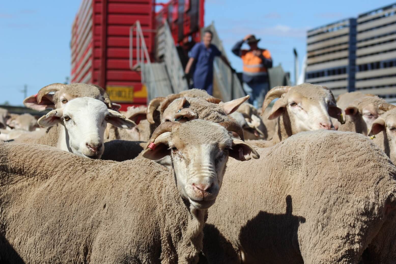 Understanding the ban on live sheep export - AustralianFarmers