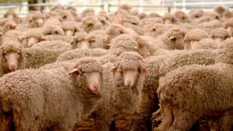 Embrace winter with Australian Merino wool fashion - AustralianFarmers