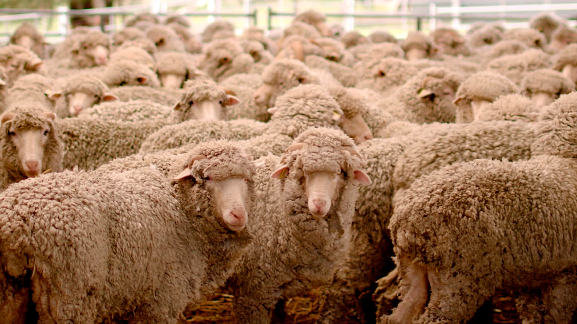 Home - AustralianFarmers - Farm & agriculture news, information and more...