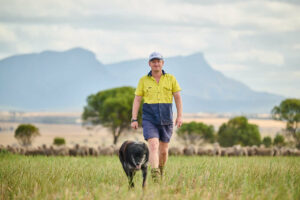 Understanding the ban on live sheep export - AustralianFarmers