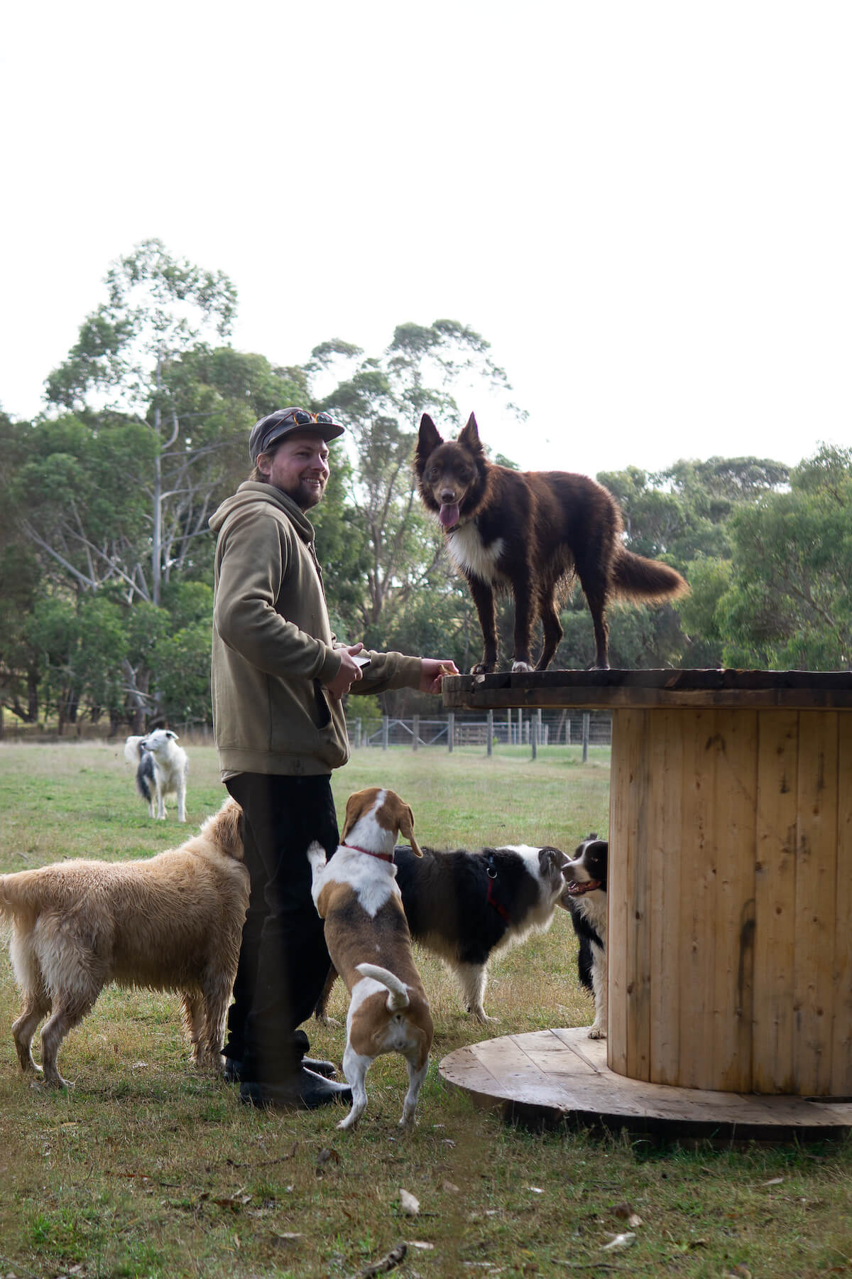 Barking adventures at Adelaide Dog Farm Days - AustralianFarmers