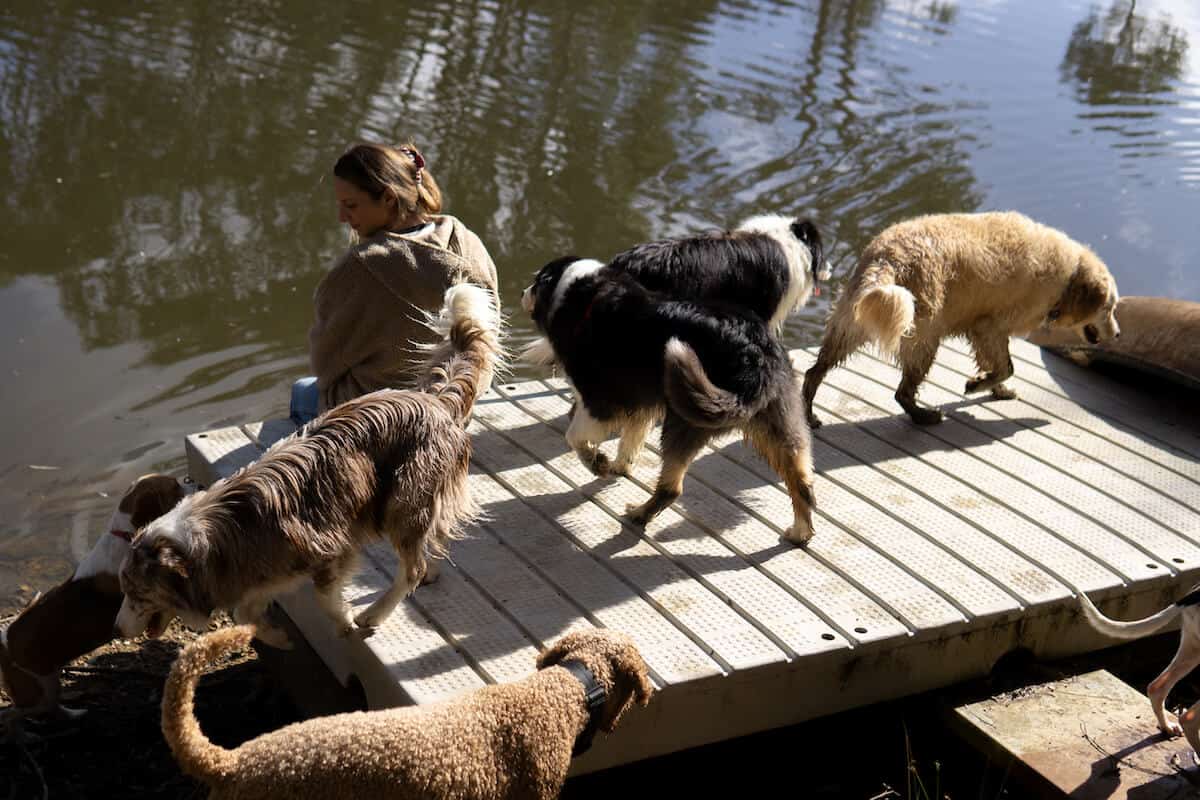 Barking adventures at Adelaide Dog Farm Days - AustralianFarmers
