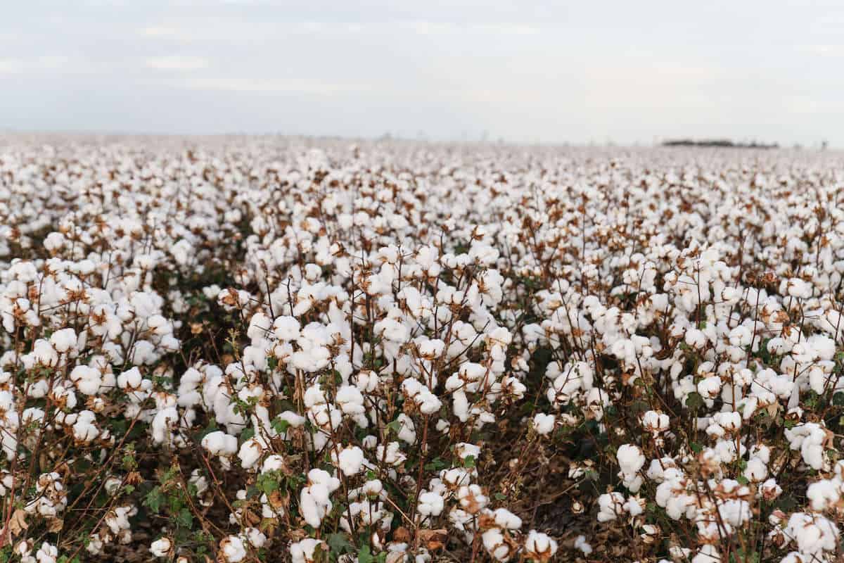 Spotting the gap: The rise of Australian cotton tampons - AustralianFarmers