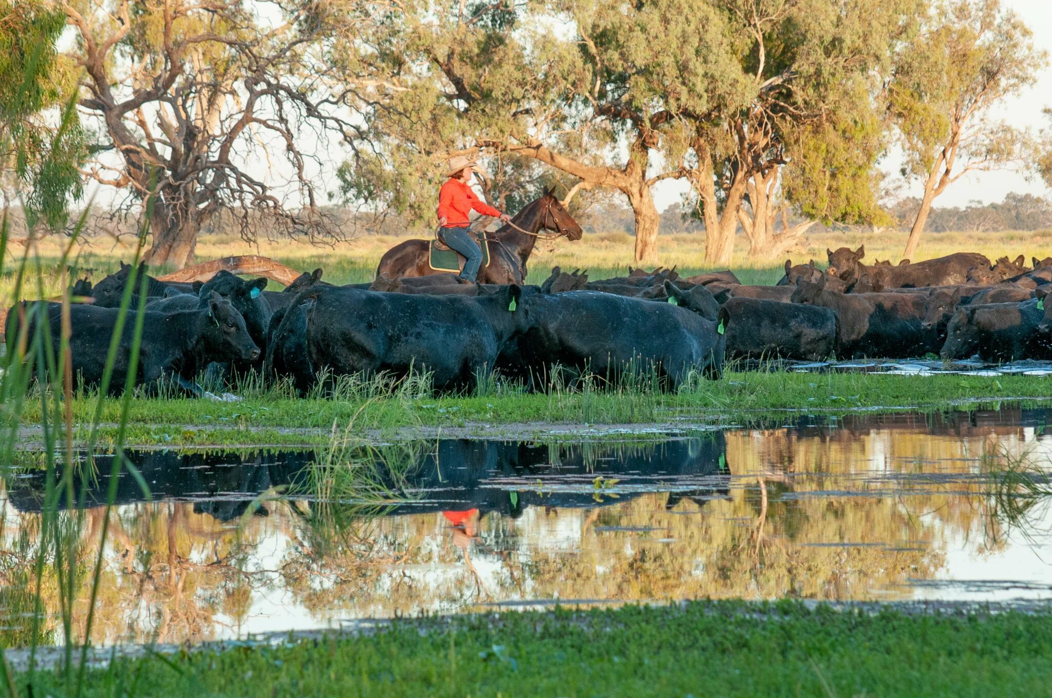 Mustering in the Marshes - AustralianFarmers