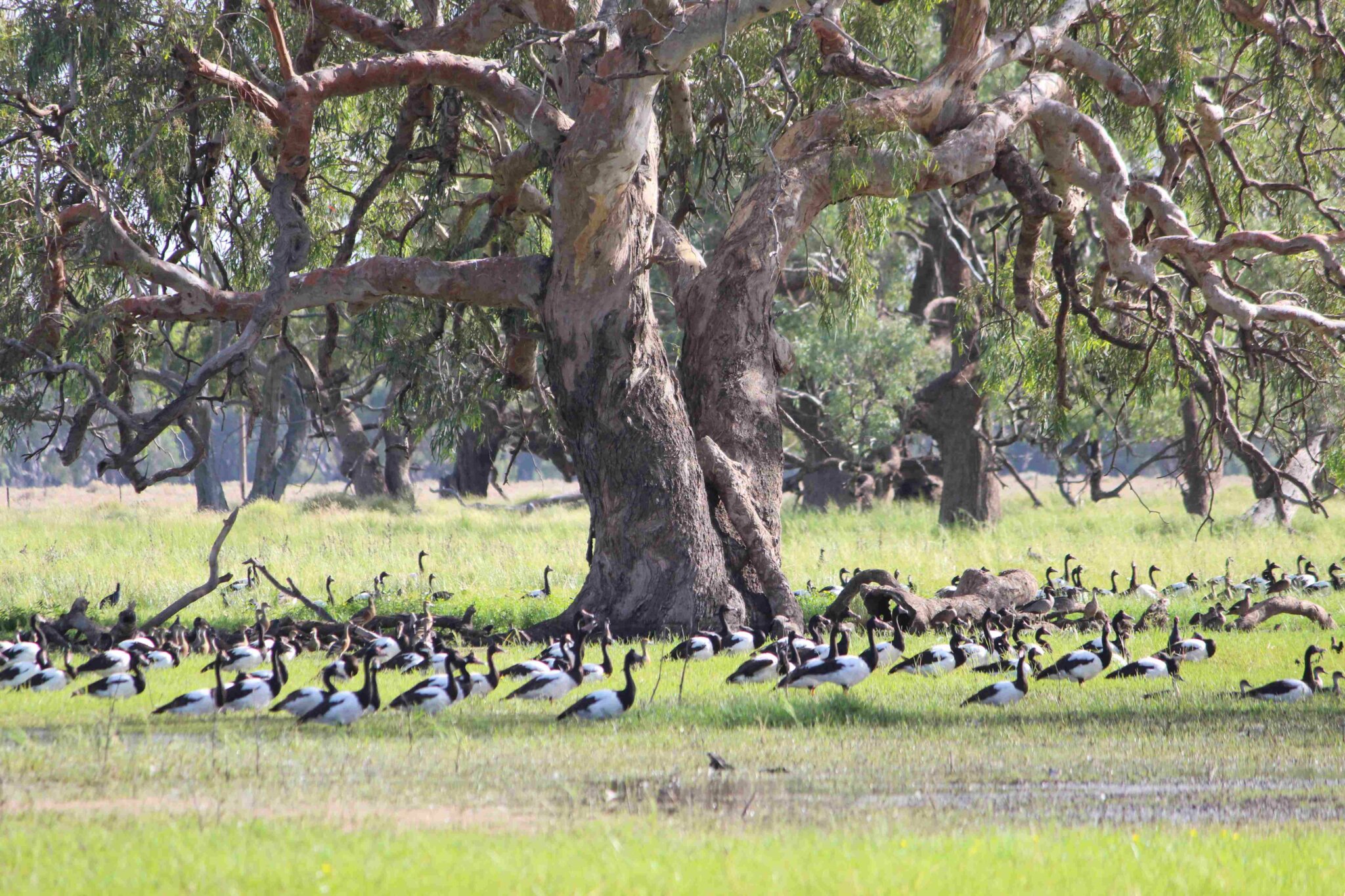 Mustering in the Marshes - AustralianFarmers