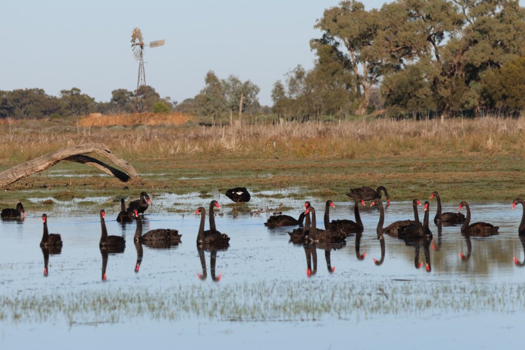 Mustering in the Marshes - AustralianFarmers