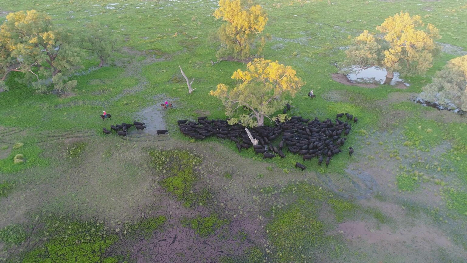 Mustering in the Marshes - AustralianFarmers