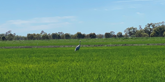 Home - AustralianFarmers - Farm & agriculture news, information and more...