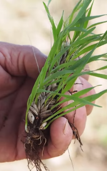 What is ‘shot and sprung’ grain? - AustralianFarmers