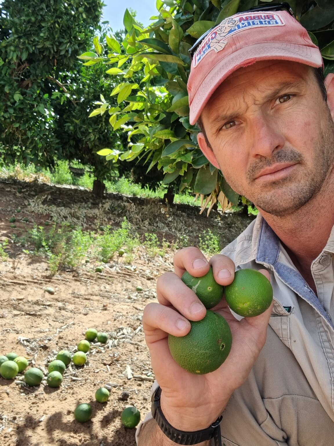 Citrus for Days - AustralianFarmers